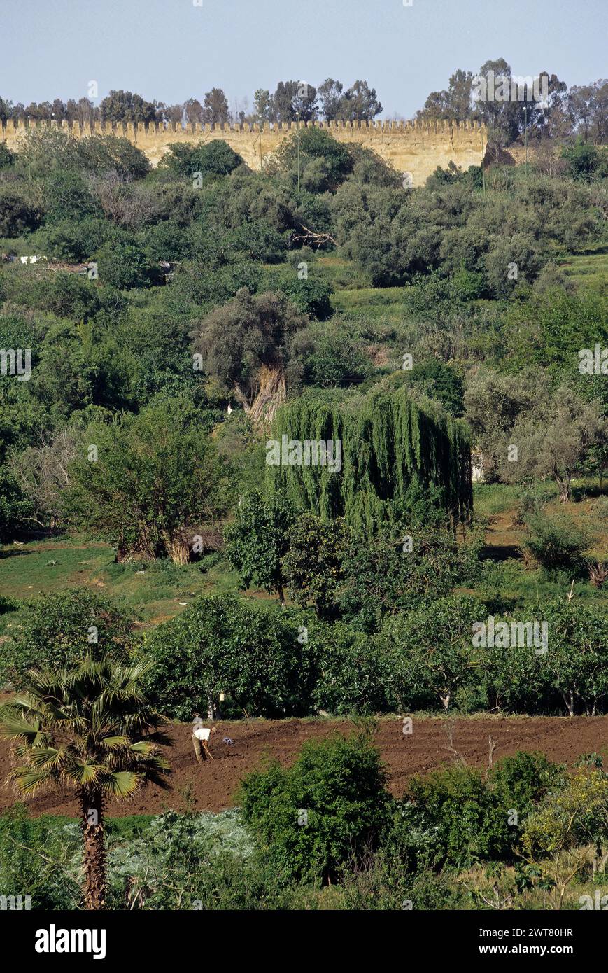 Farmland inside the town wall surrounding Meknes, Morocco. The wall is ...