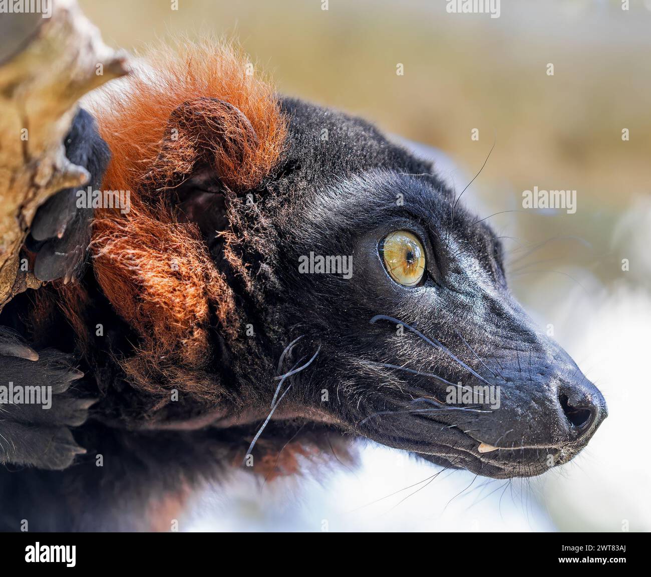 Close up of a Red ruffed lemur (Varecia rubra Stock Photo - Alamy