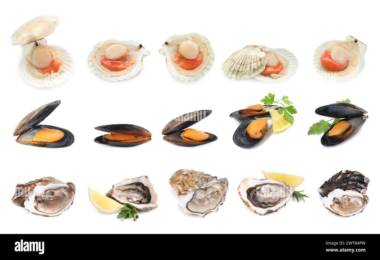 Fresh scallops, mussels and oysters isolated on white, set Stock Photo ...