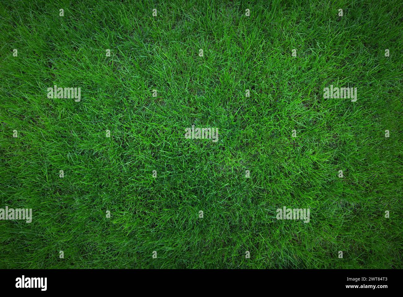 Fresh green grass as background outdoors, top view Stock Photo - Alamy