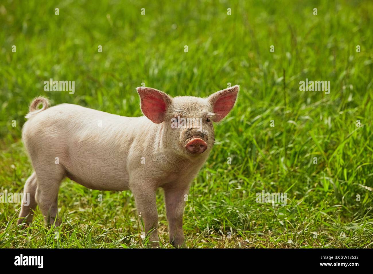 Eco pig farm in the field in Denmark. Cute pig in the pasture Stock ...