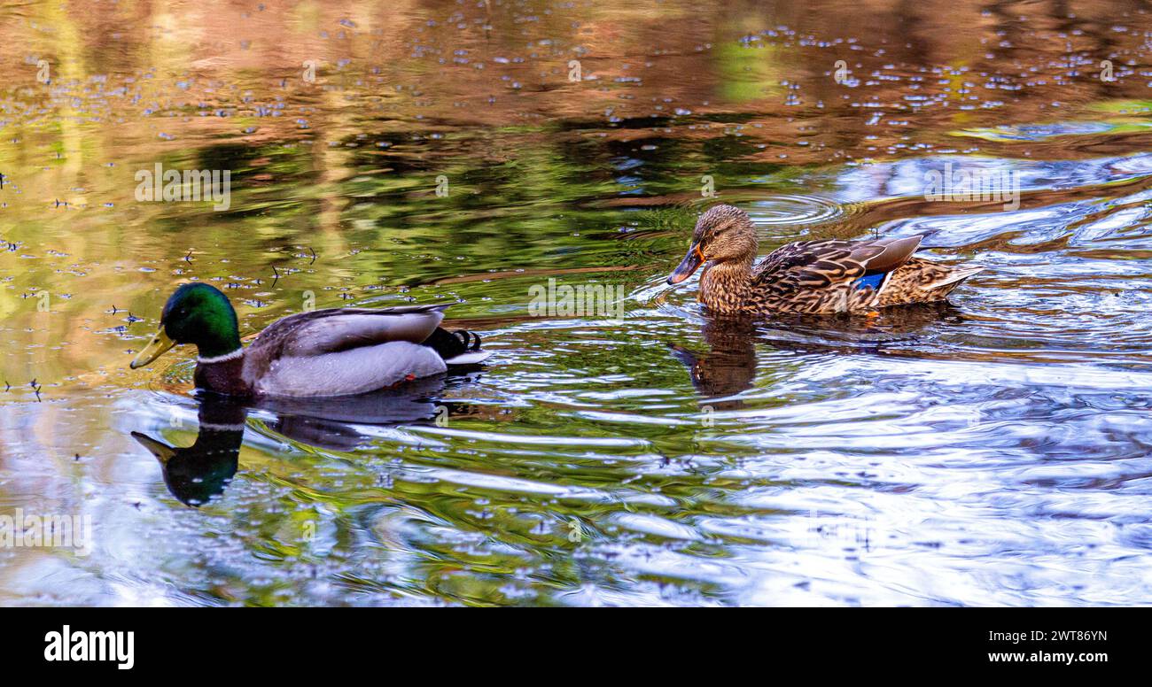 Mallard water trails hi-res stock photography and images - Alamy