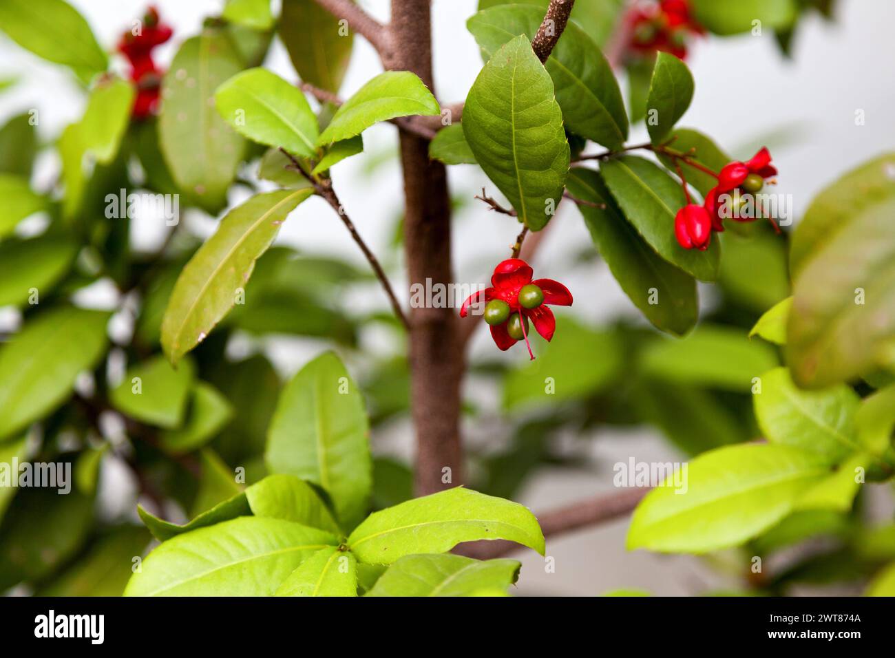 Close-up on the flowers of a Mickey mouse plant Stock Photo - Alamy