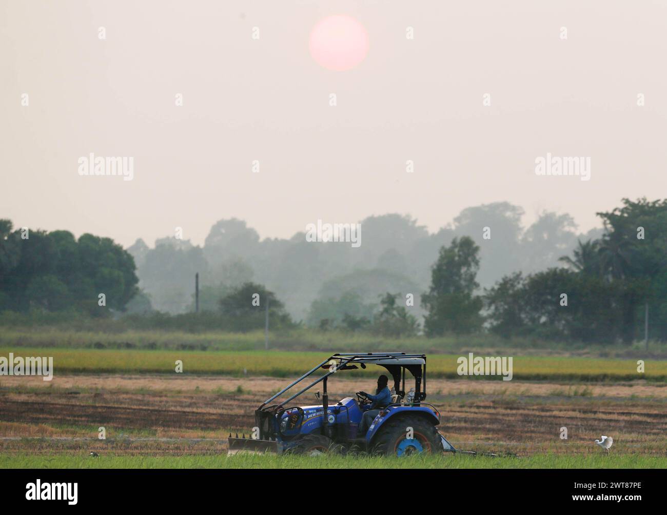 A farmer seen in a tractor preparing his rice field for season planting ...