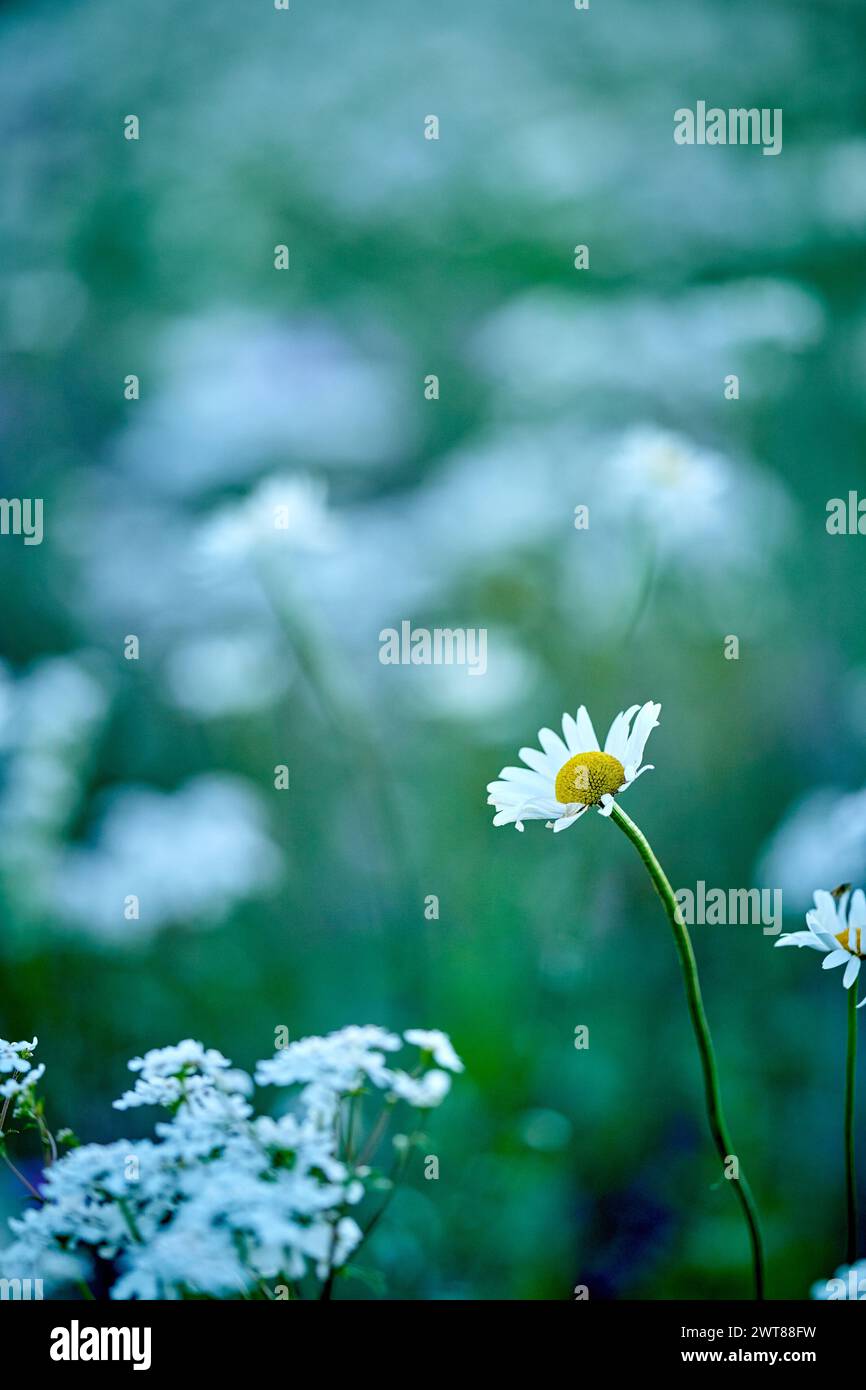 summer single flower field bokeh Stock Photo - Alamy
