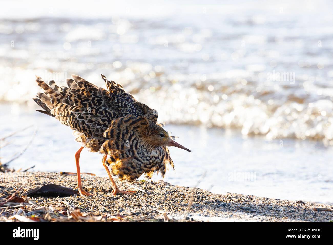 Plumage stands hi-res stock photography and images - Alamy