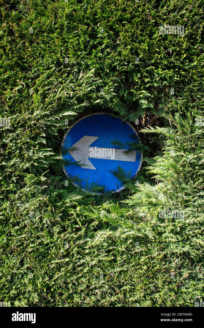 British one way direction sigh surrounded by conifer hedge Stock Photo ...