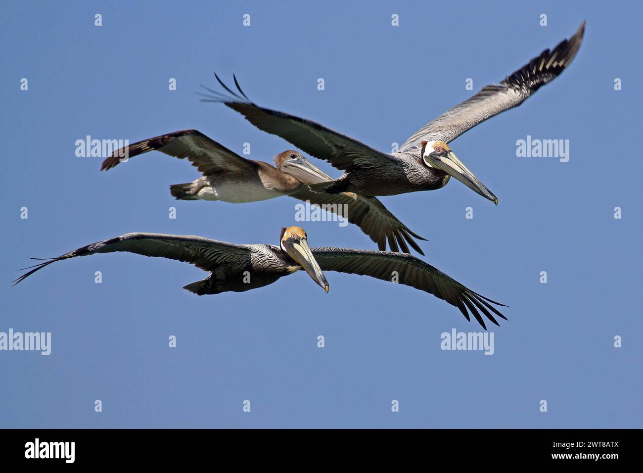 Dalmatian Pelicans In Flight Stock Photo - Alamy