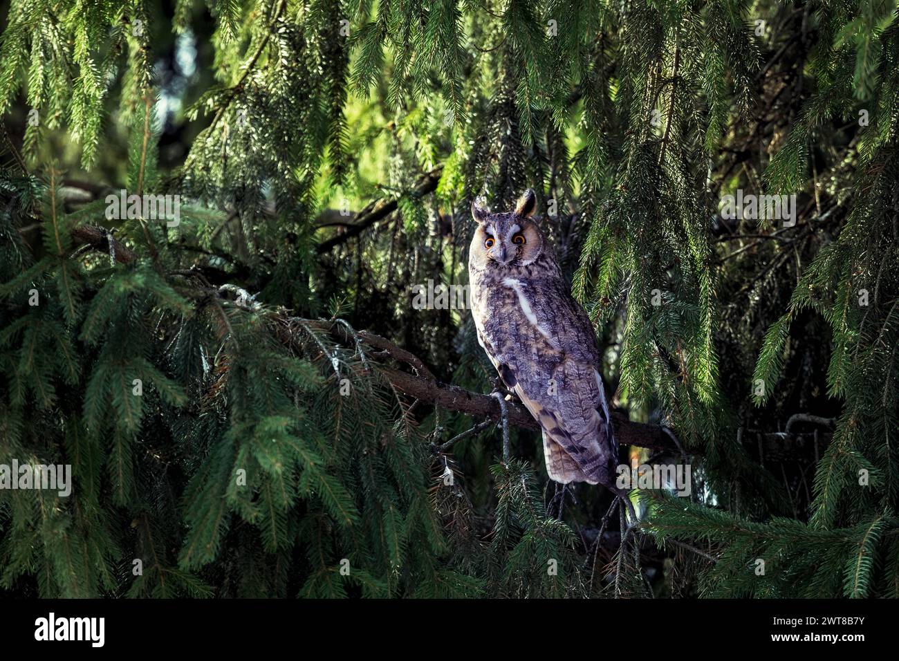 Adult Long-eared owl perched on a fir tree branch Stock Photo - Alamy