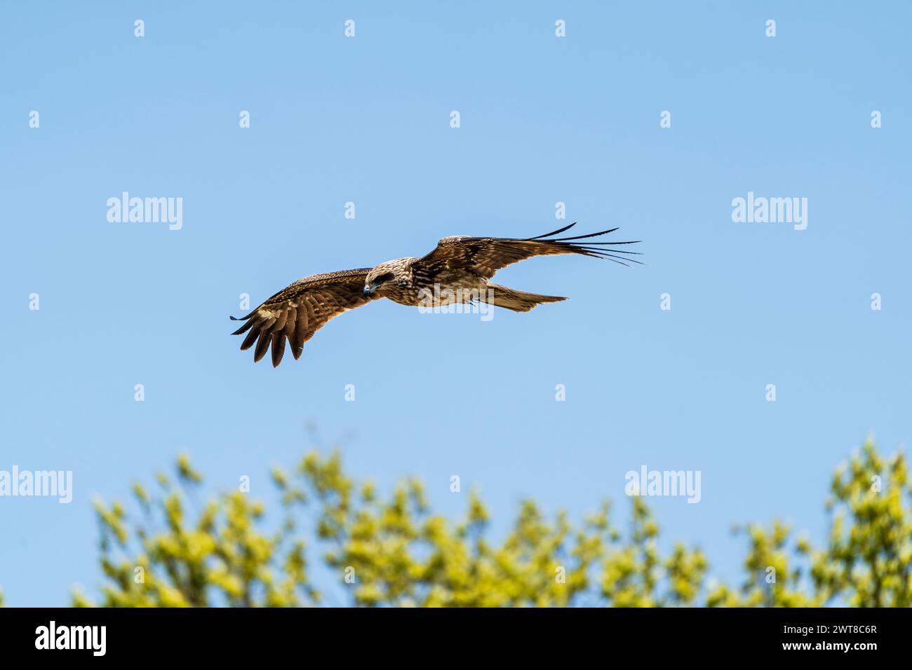 Black eared Kite, Milvus Lineatus, (sometimes called black kite ...