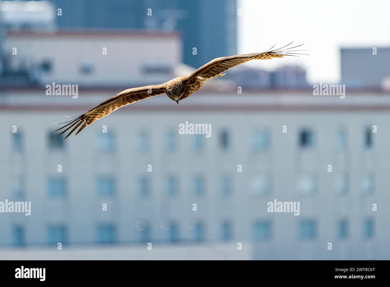 Black eared Kite, Milvus Lineatus, (sometimes called black kite ...