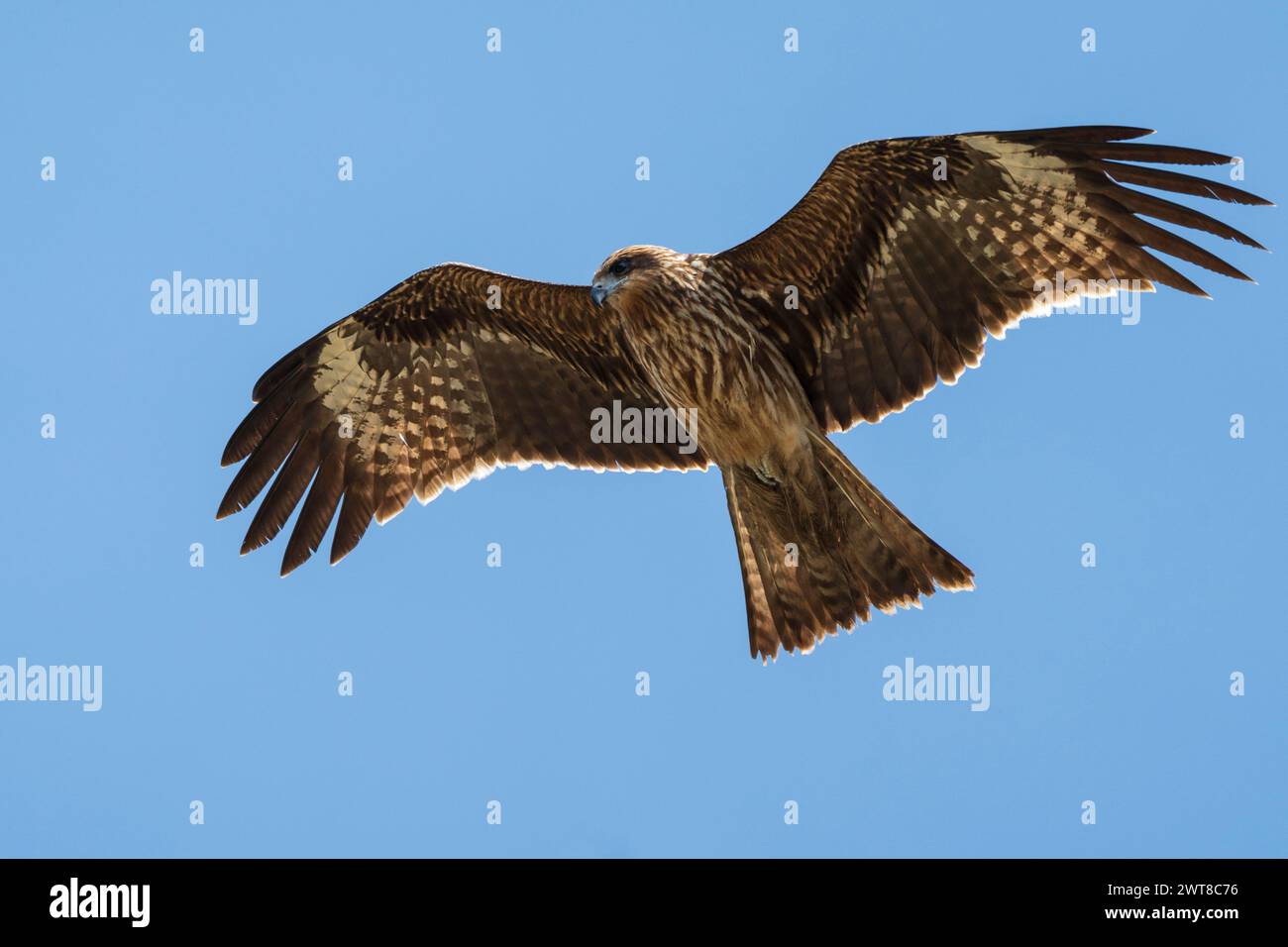 Black eared Kite, Milvus Lineatus, (sometimes called black kite ...