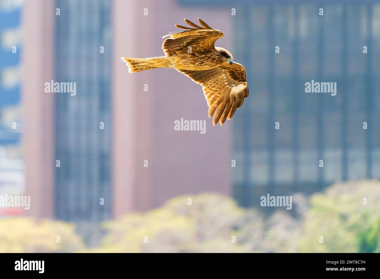 Black eared Kite, Milvus Lineatus, (sometimes called black kite ...