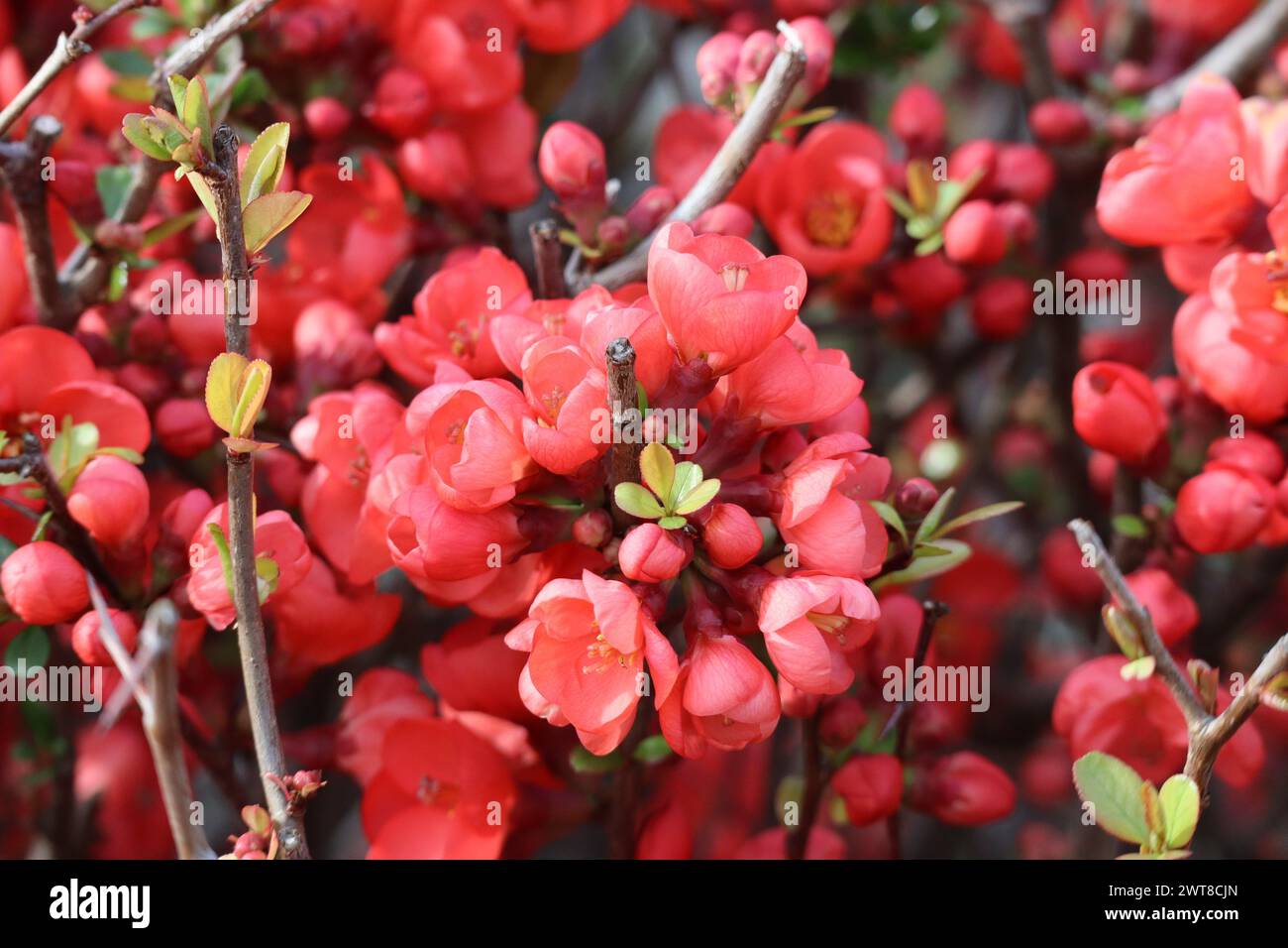 Ornamental quince varieties hi-res stock photography and images - Alamy