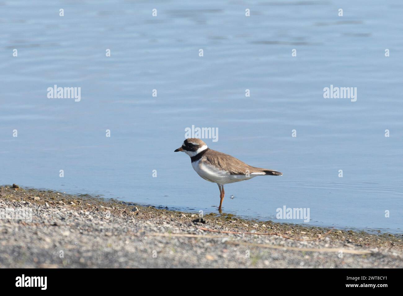 Common ringed plover on the sandy river bank Stock Photo - Alamy