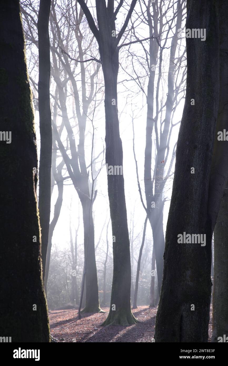 A dense foggy forest with trees and bushes Stock Photo - Alamy