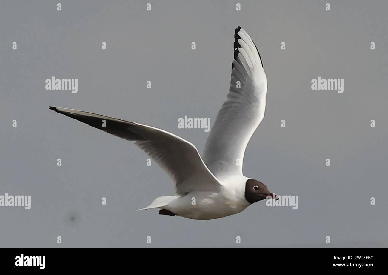 Rainham Essex, UK. 16th Mar, 2024. Black Headed Gull in flight at RSPB ...
