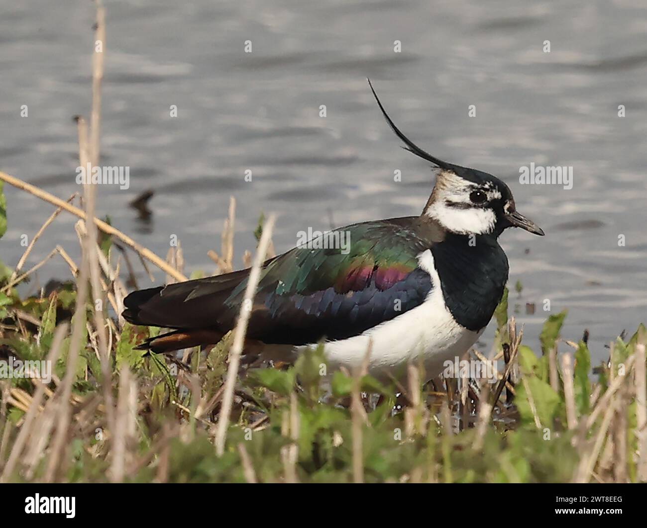 Rainham Essex, UK. 16th Mar, 2024. Northern Lapwing at RSPB Rainham ...