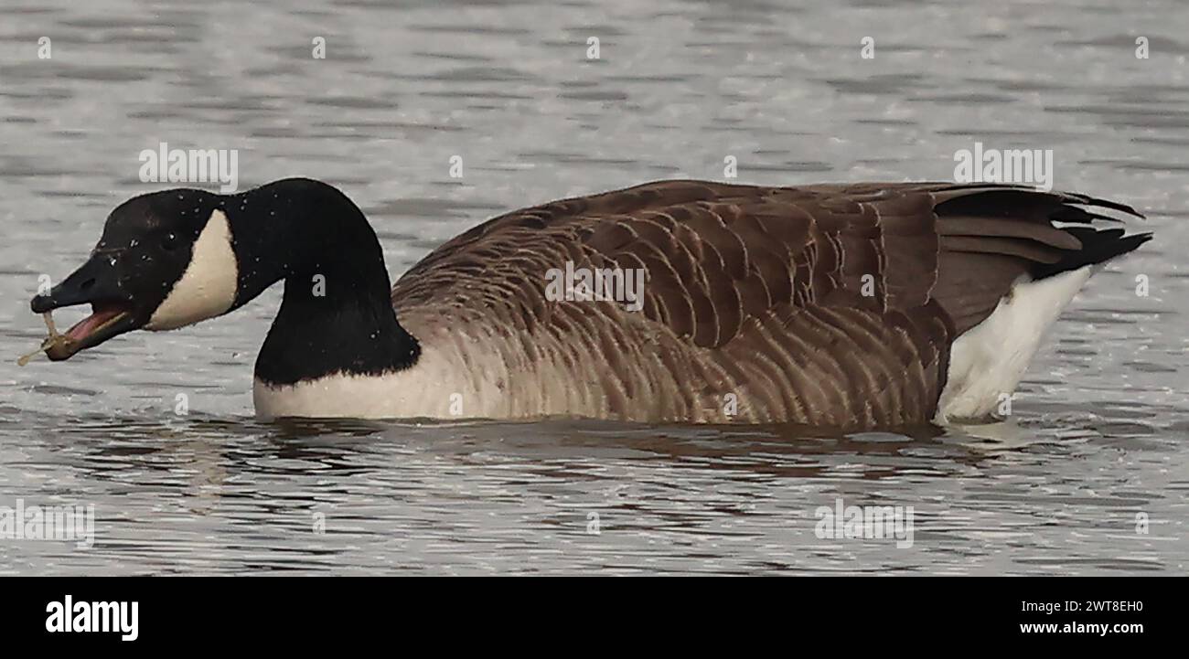 Rainham Essex, UK. 16th Mar, 2024. Canada Goose in water at RSPB ...