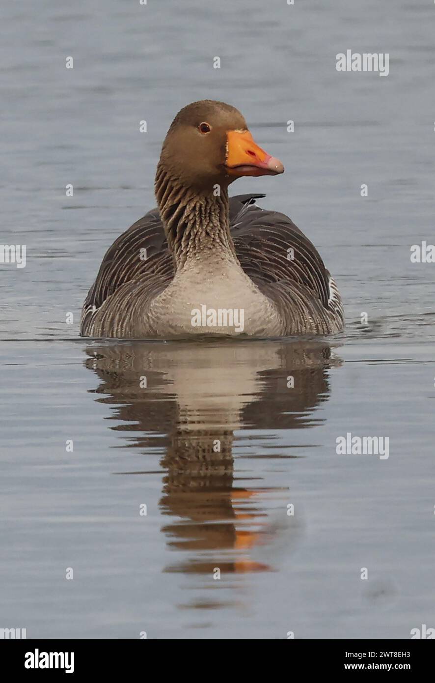 Rainham Essex, UK. 16th Mar, 2024. Graylag Goose in water at RSPB ...