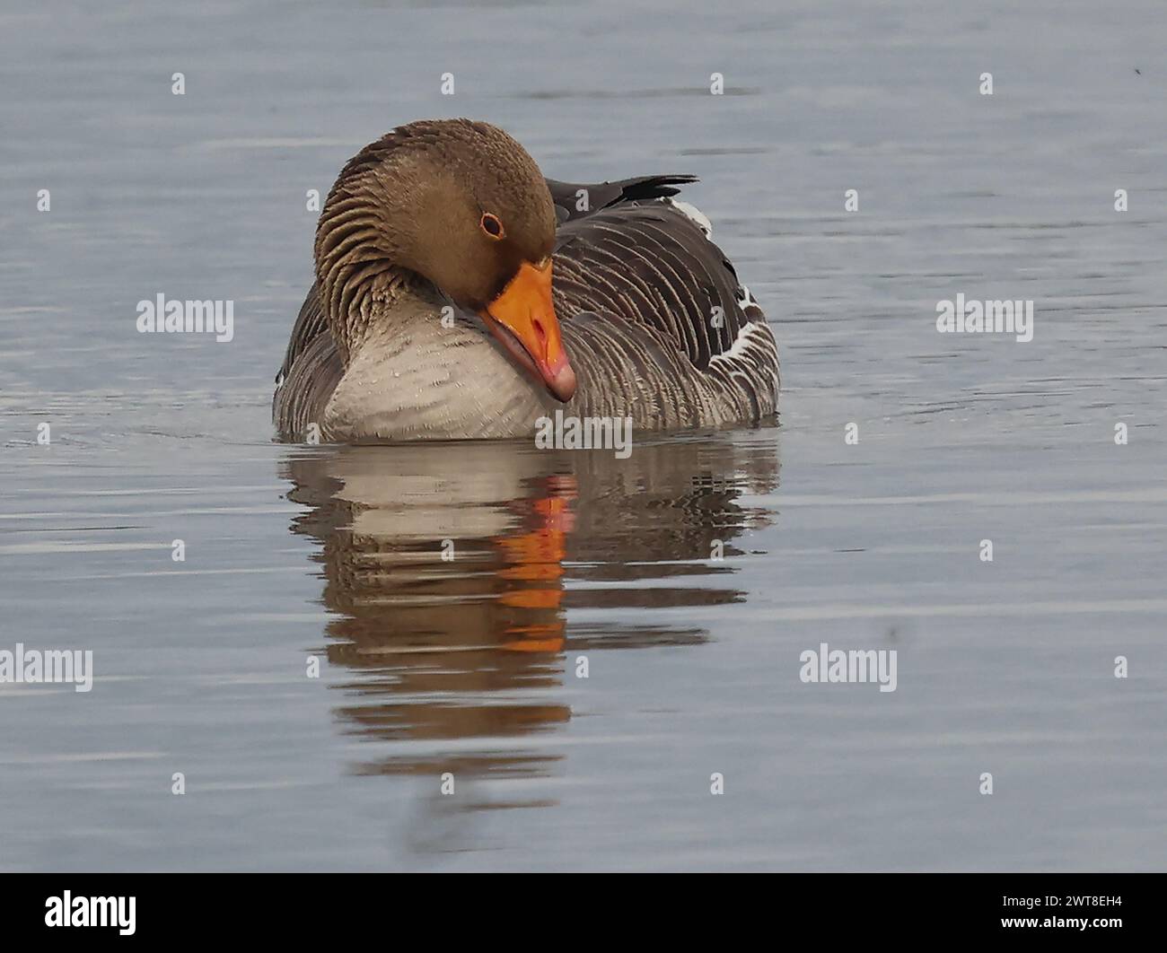 Rainham Essex, UK. 16th Mar, 2024. Graylag Goose in water at RSPB ...