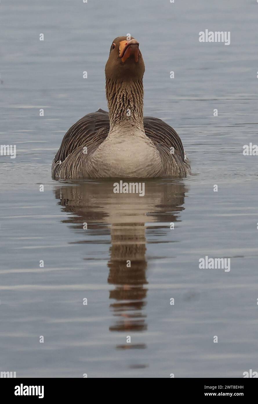 Rainham Essex, UK. 16th Mar, 2024. Graylag Goose in water at RSPB ...