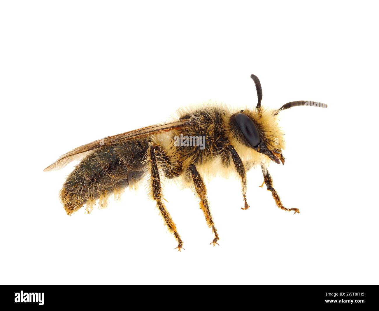 Vernal colletes bee isolated on white background, Colletes cunicularius ...