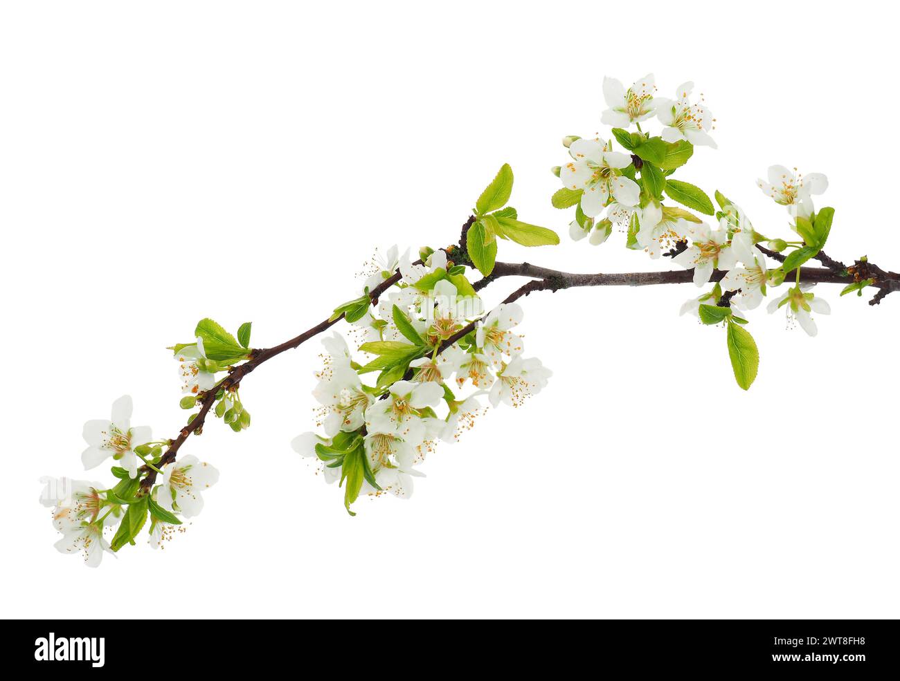 Blossoming Japanese plum tree branch isolated on white background ...