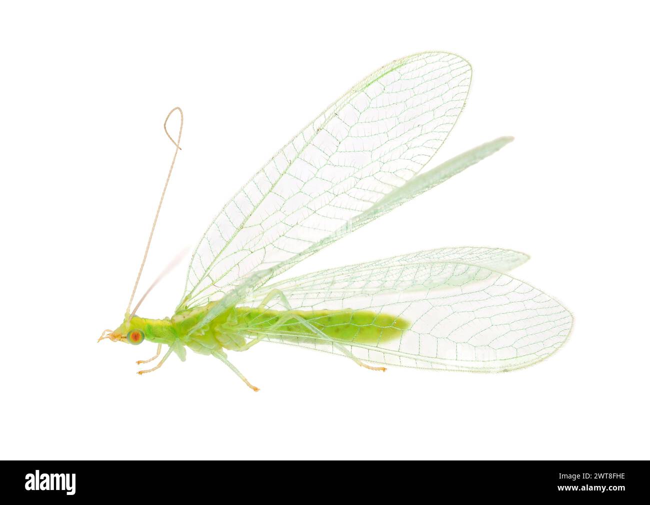 Common green lacewing isolated on white background, Chrysoperla carnea ...