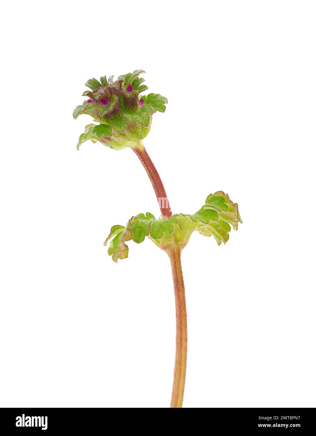 Common henbit plant isolated on white background, Lamium amplexicaule ...