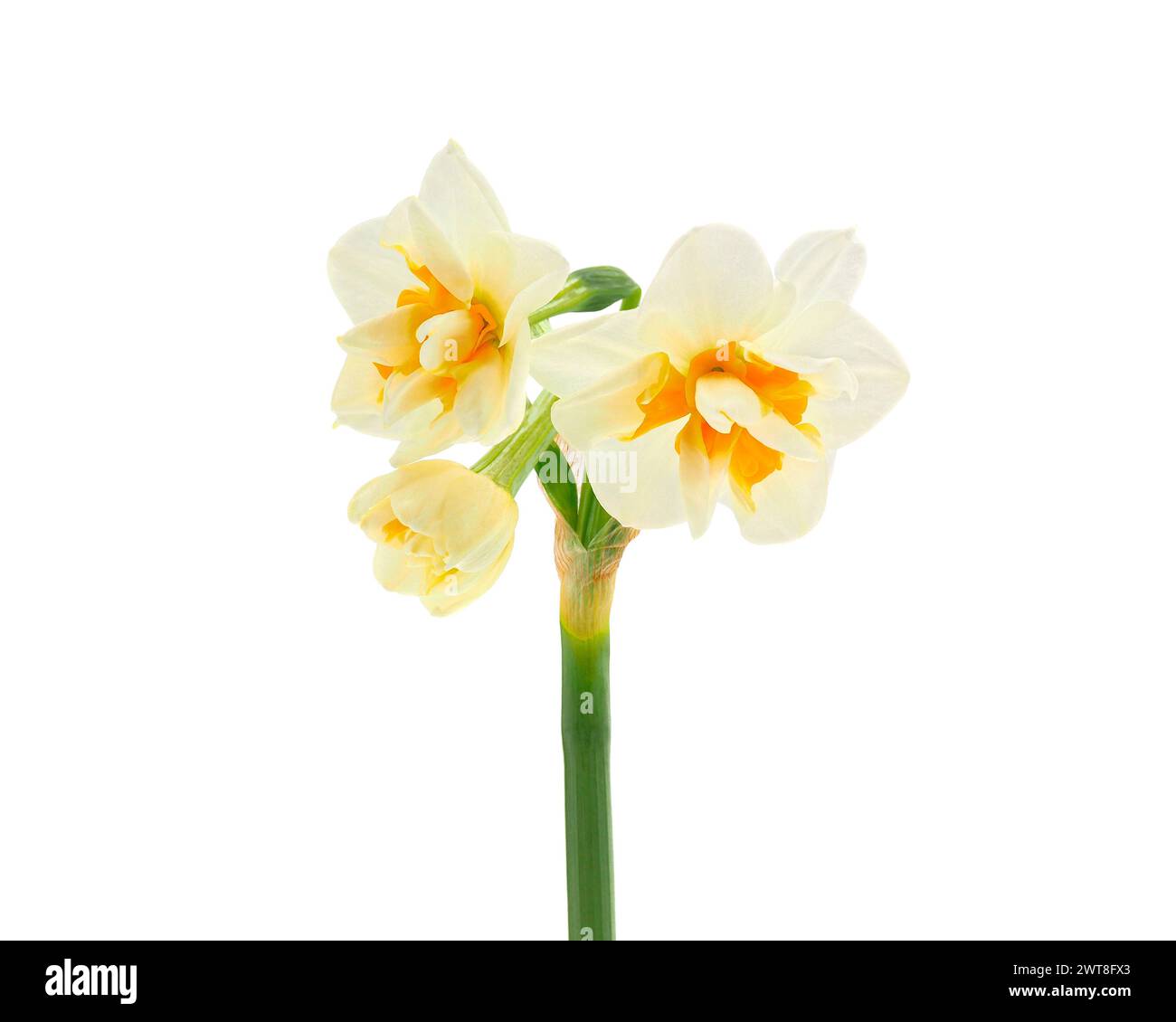 Paperwhite narcissus flowers isolated on white background, Narcissus ...