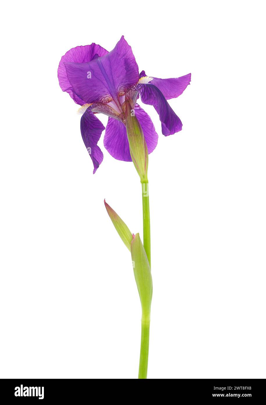 Bearded iris flower isolated on white background, Iris germanica Stock ...