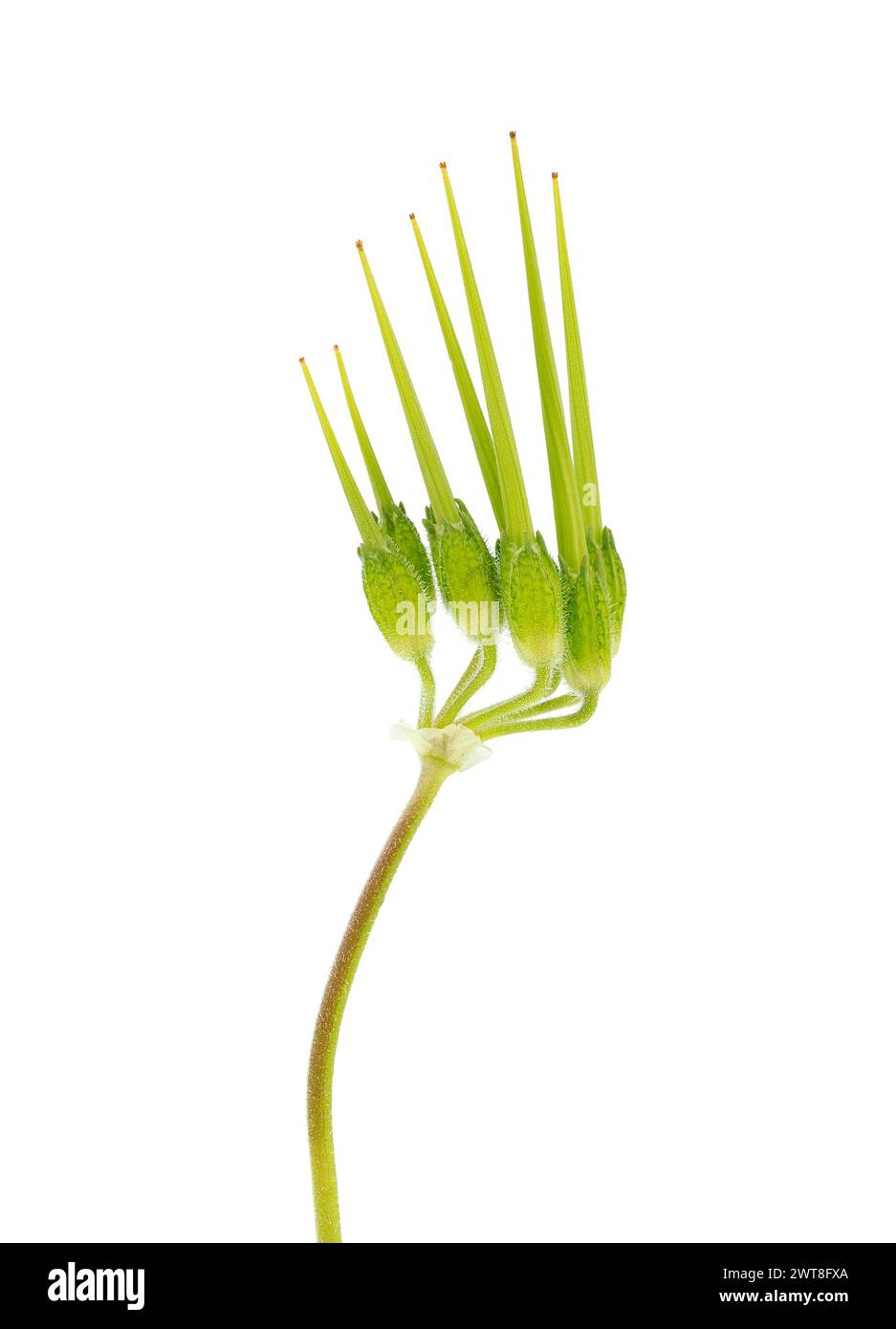 Musk Stork’s-bill flower buds isolated on white background, Erodium ...