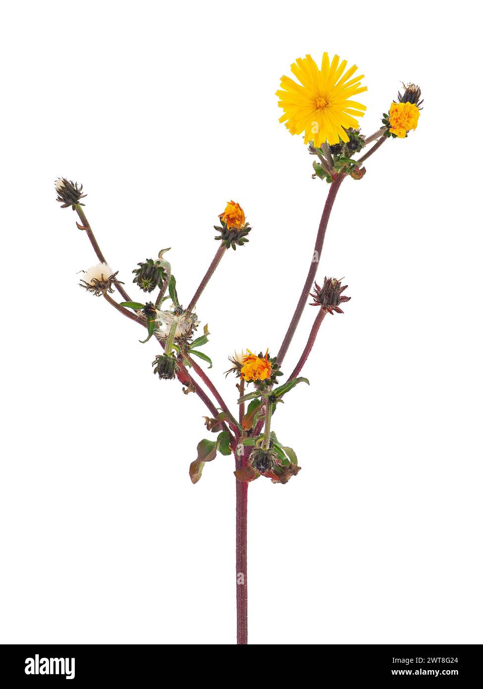 Hawkweed oxtongue plant isolated on white background, Picris ...