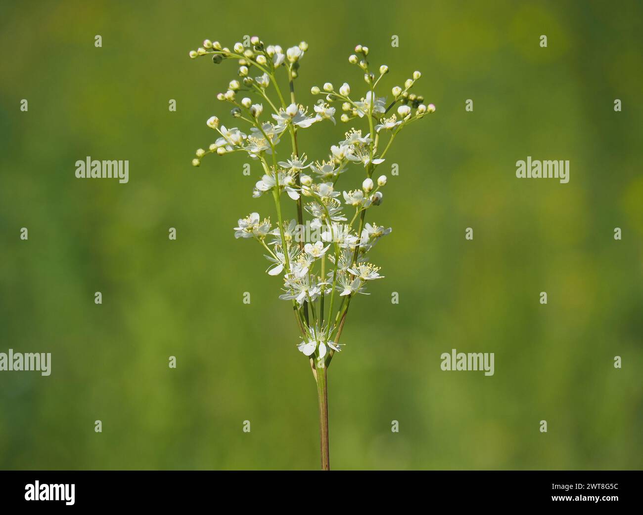 Fern-leaf dropwort plant, Filipendula vulgaris Stock Photo - Alamy