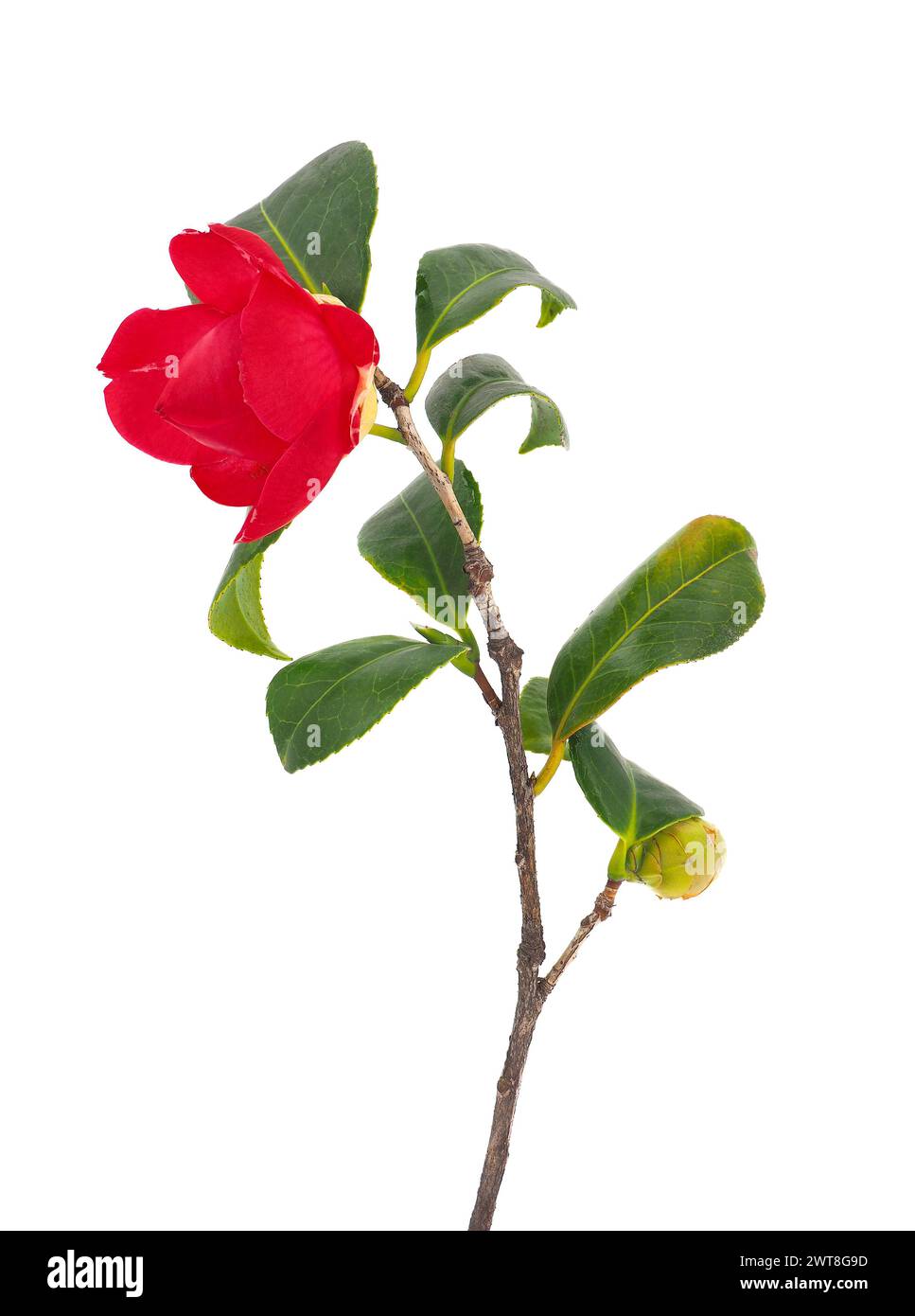 Blossoming common camellia tree branch isolated on white background ...