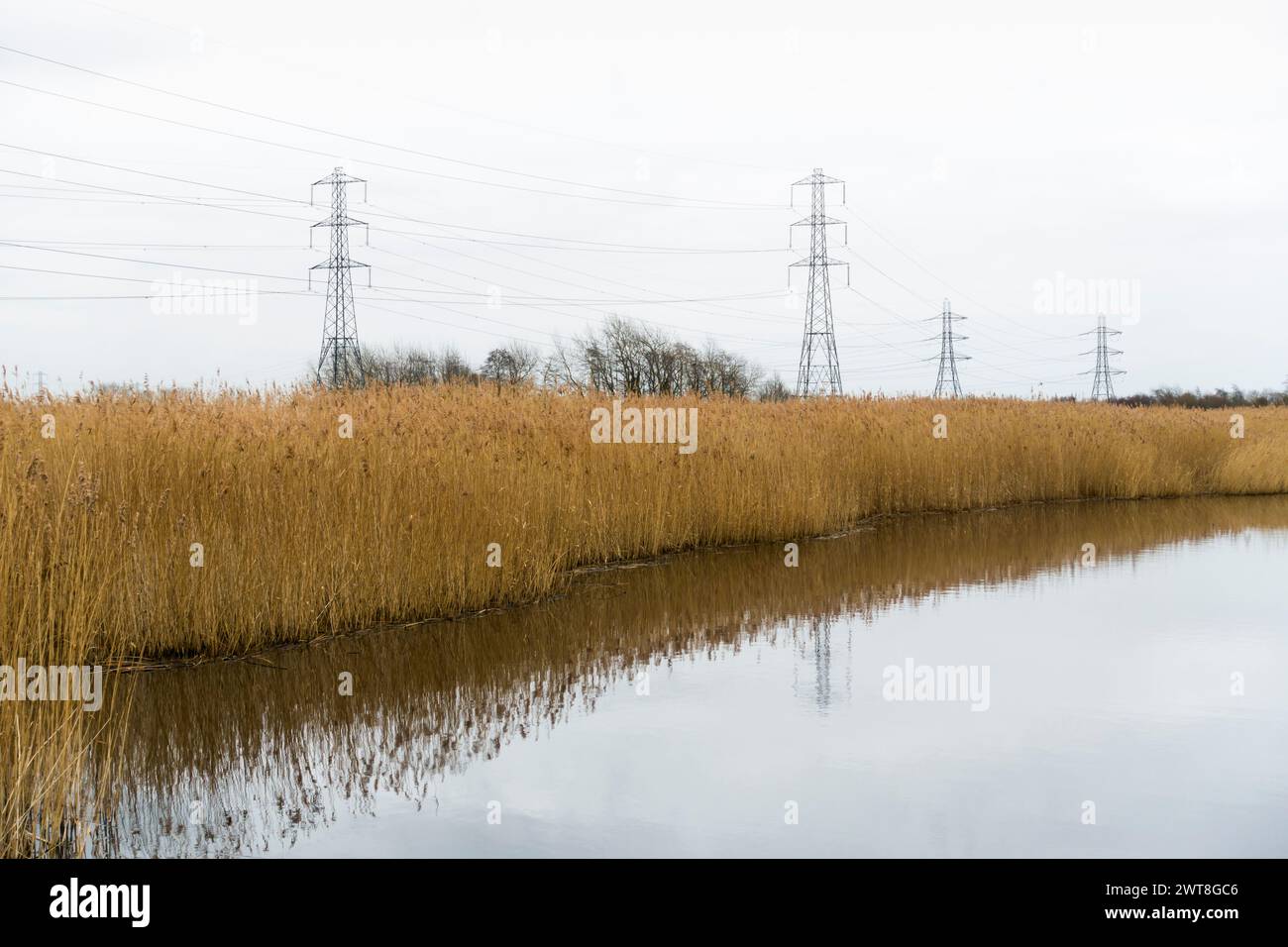 Reedbeds, electricity pylons and reflections in water on an overcast ...