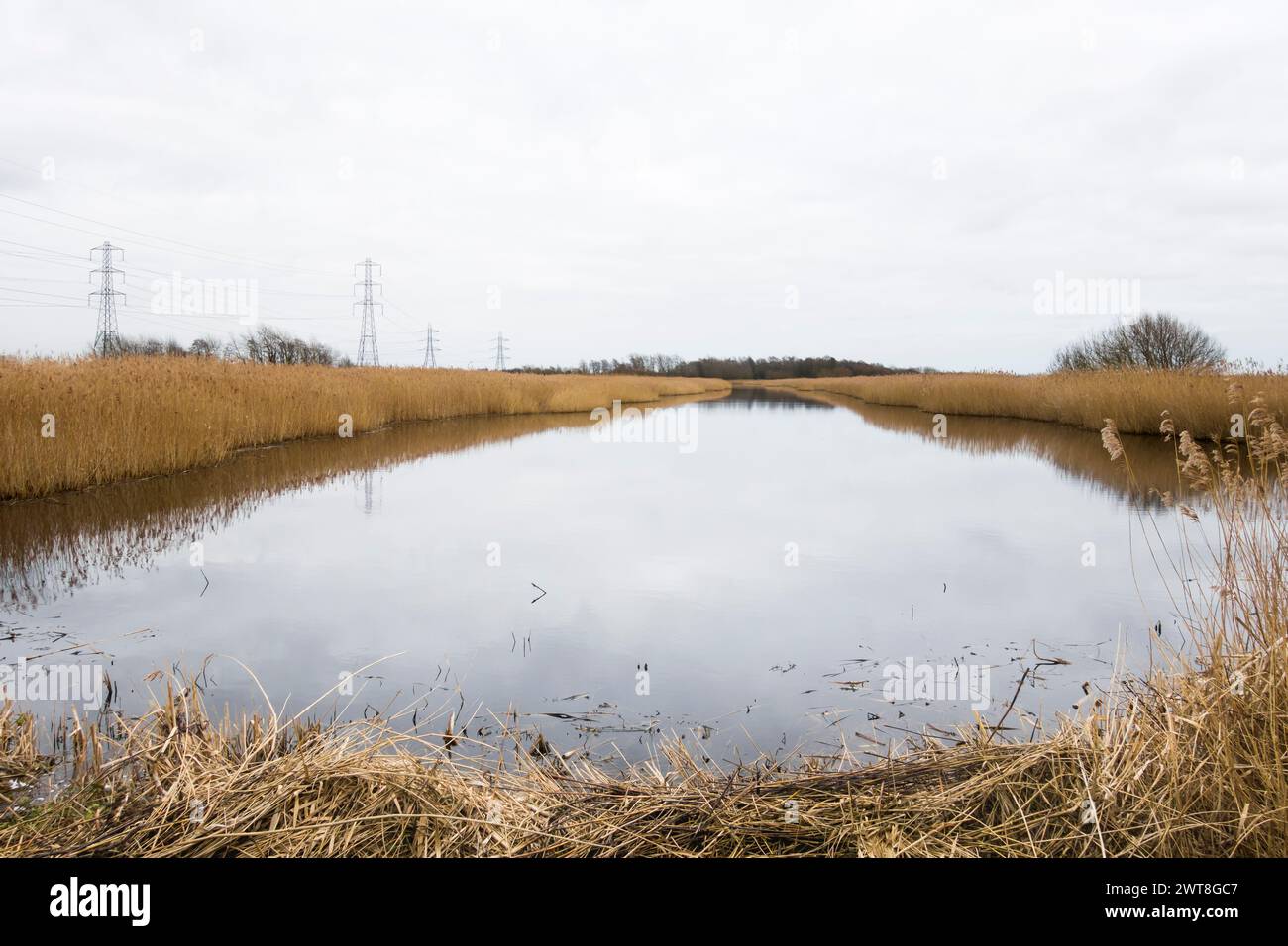 Reedbeds, electricity pylons and reflections in water on an overcast ...