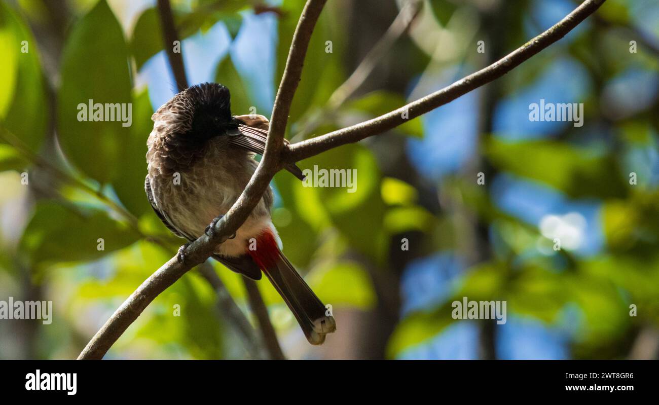 Red-vented Bulbul Pycnonotus cafer combing wings to show colors Stock ...