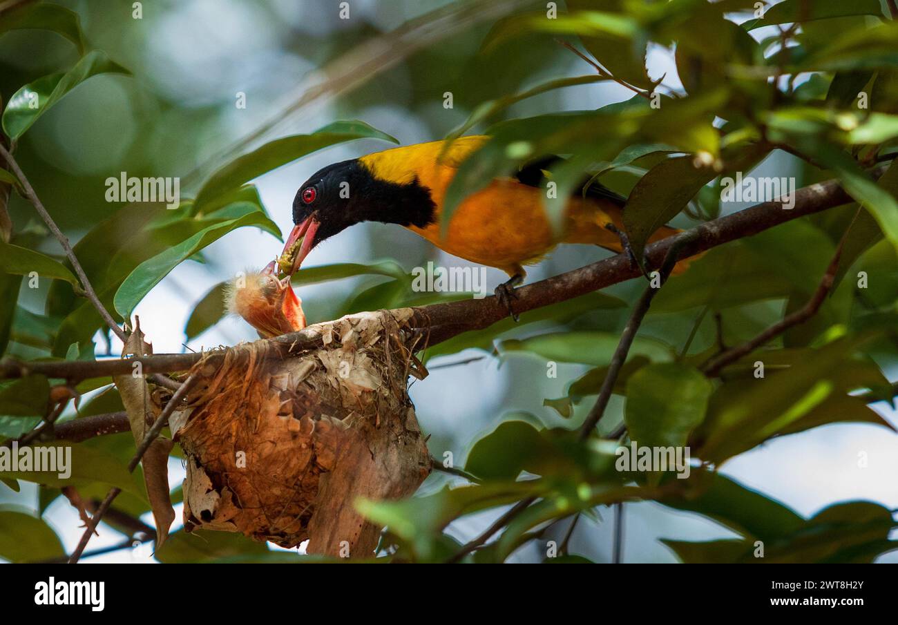 Man headed bird hi-res stock photography and images - Alamy