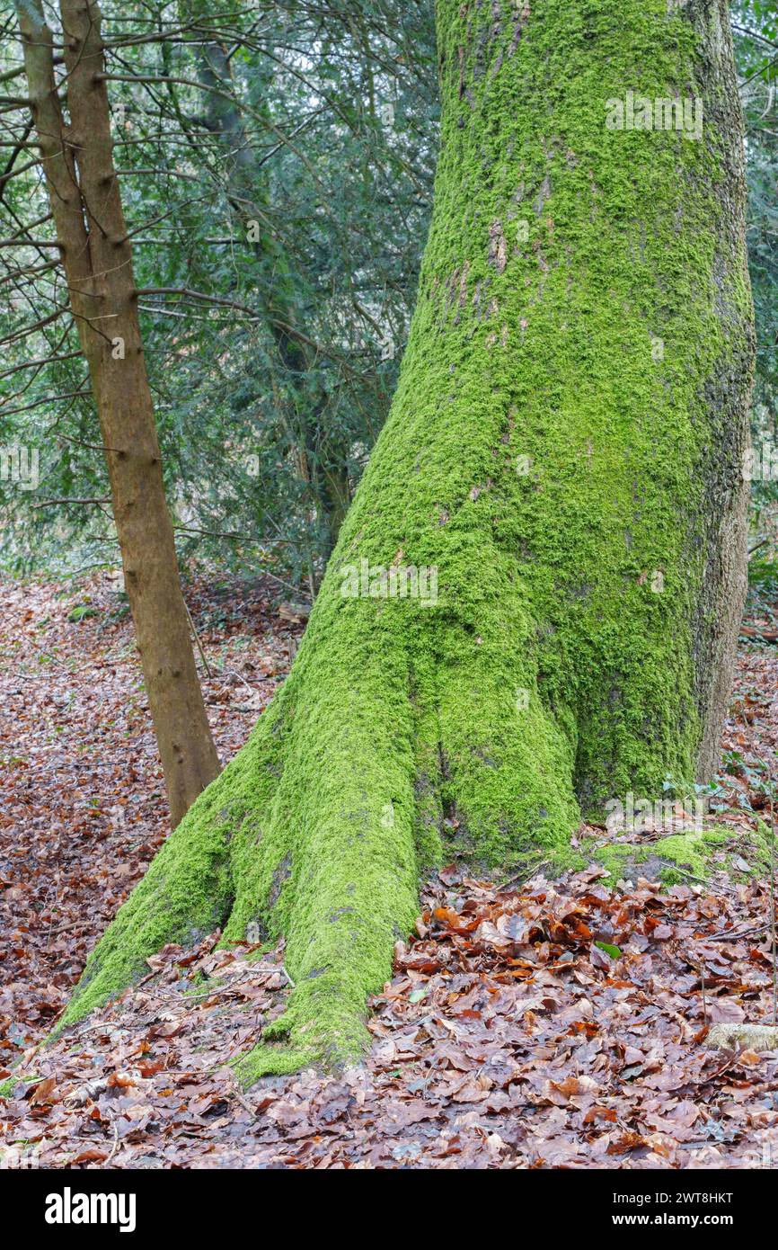 Southampton common wooodland hi-res stock photography and images - Alamy