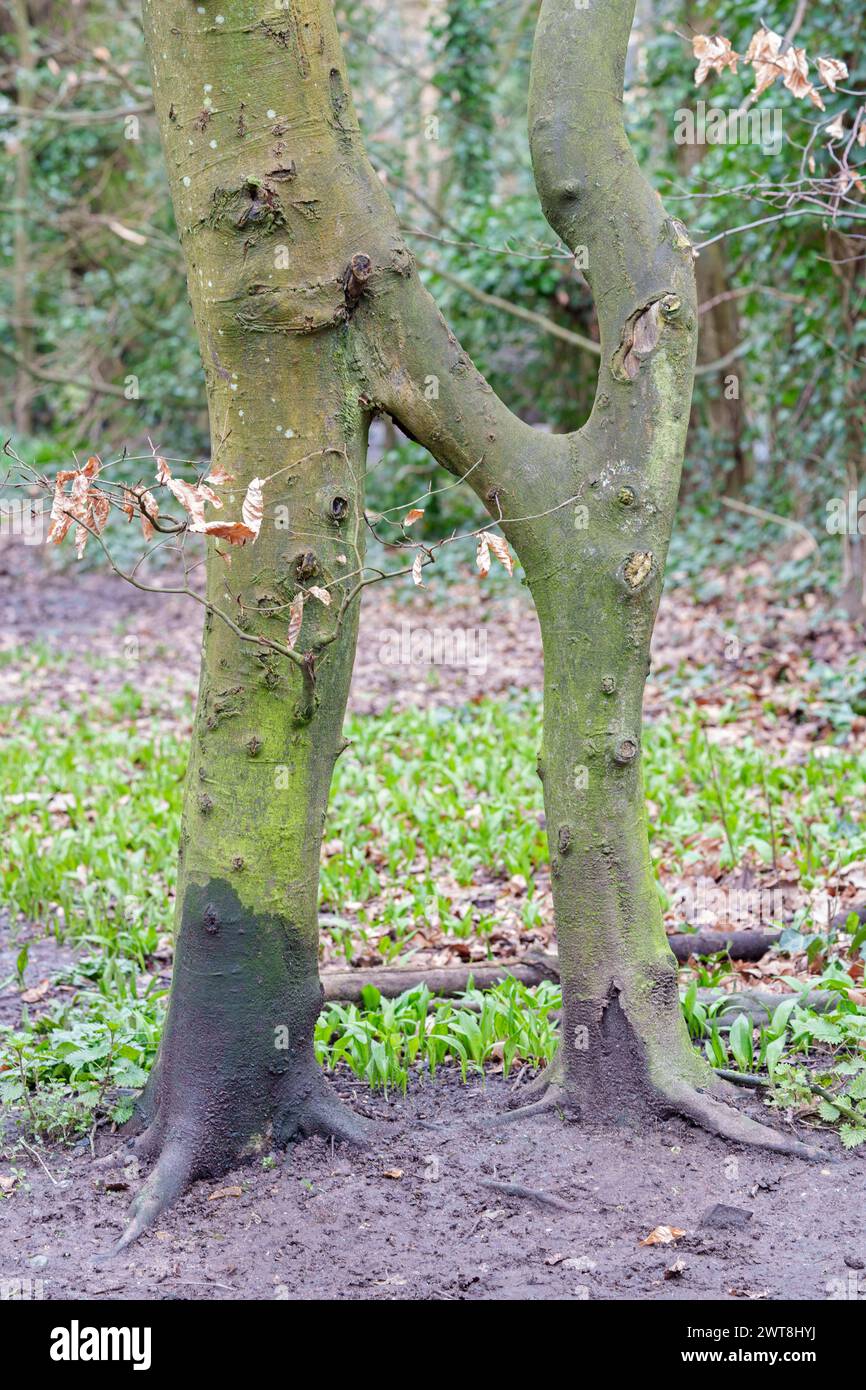 H shaped tree hi-res stock photography and images - Alamy