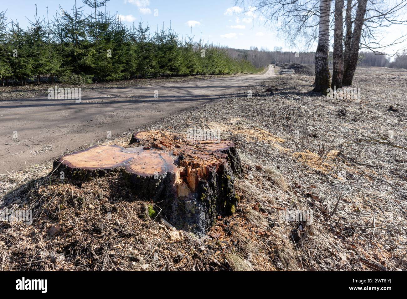 A freshly cut and succulent tree stump on the side of a gravel road ...