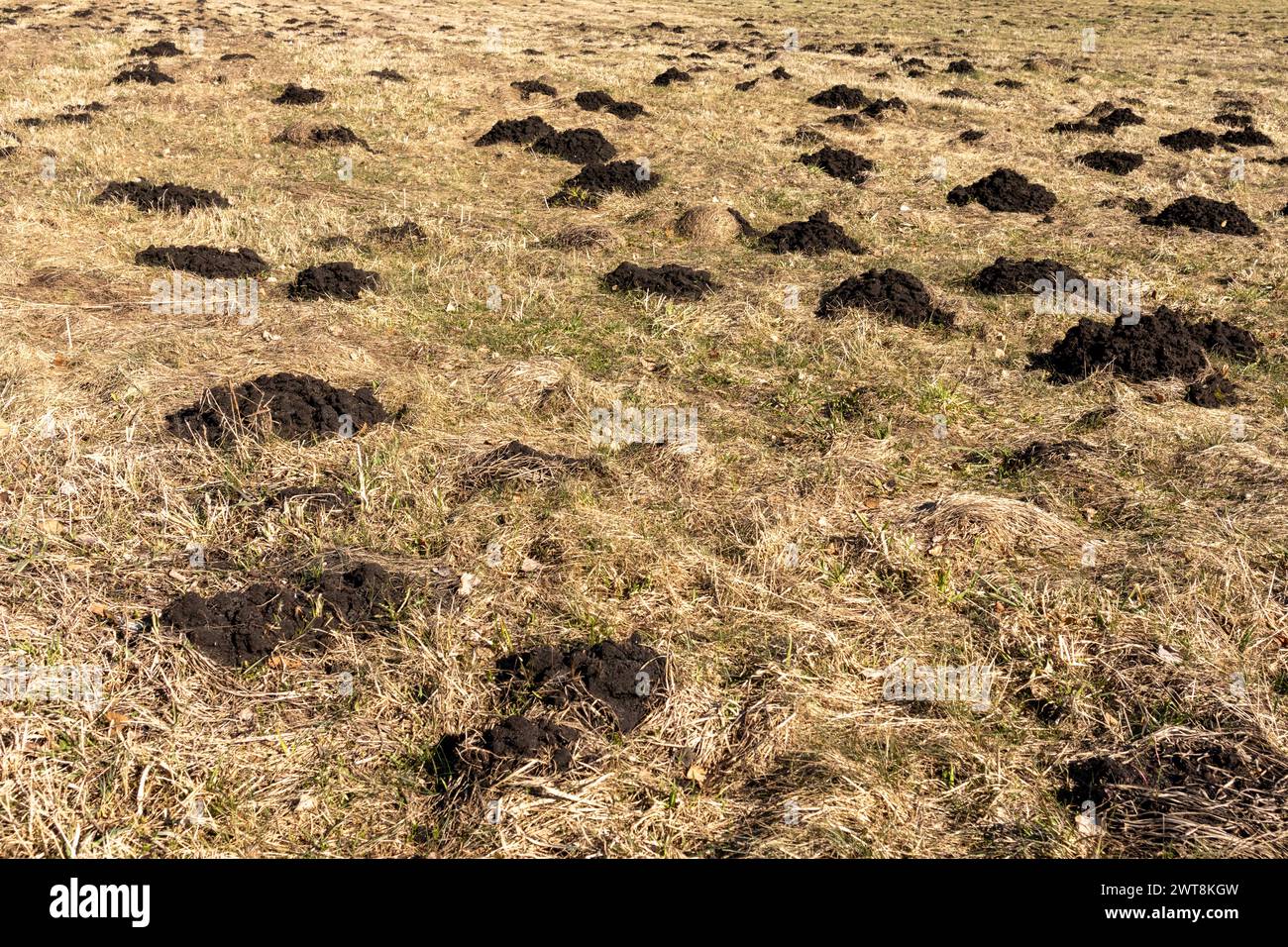 Moles track hi-res stock photography and images - Alamy
