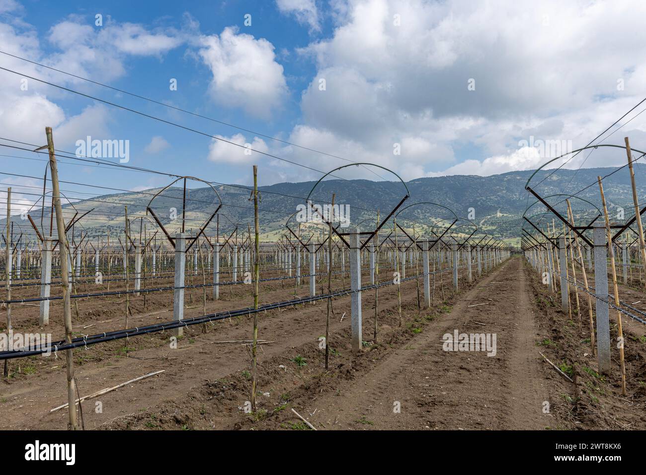 Close-up view of pruned vines tied to a wire trellis, green grass ...