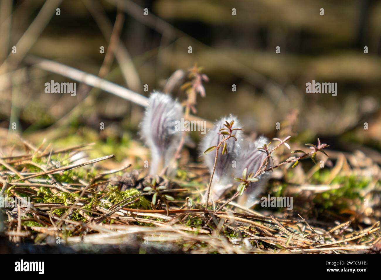 Small white and fluffy flowers on a forest background Stock Photo - Alamy