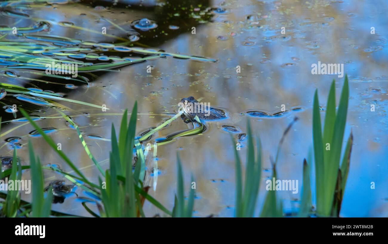 Common frogs spawning and breeding in spring Stock Photo - Alamy