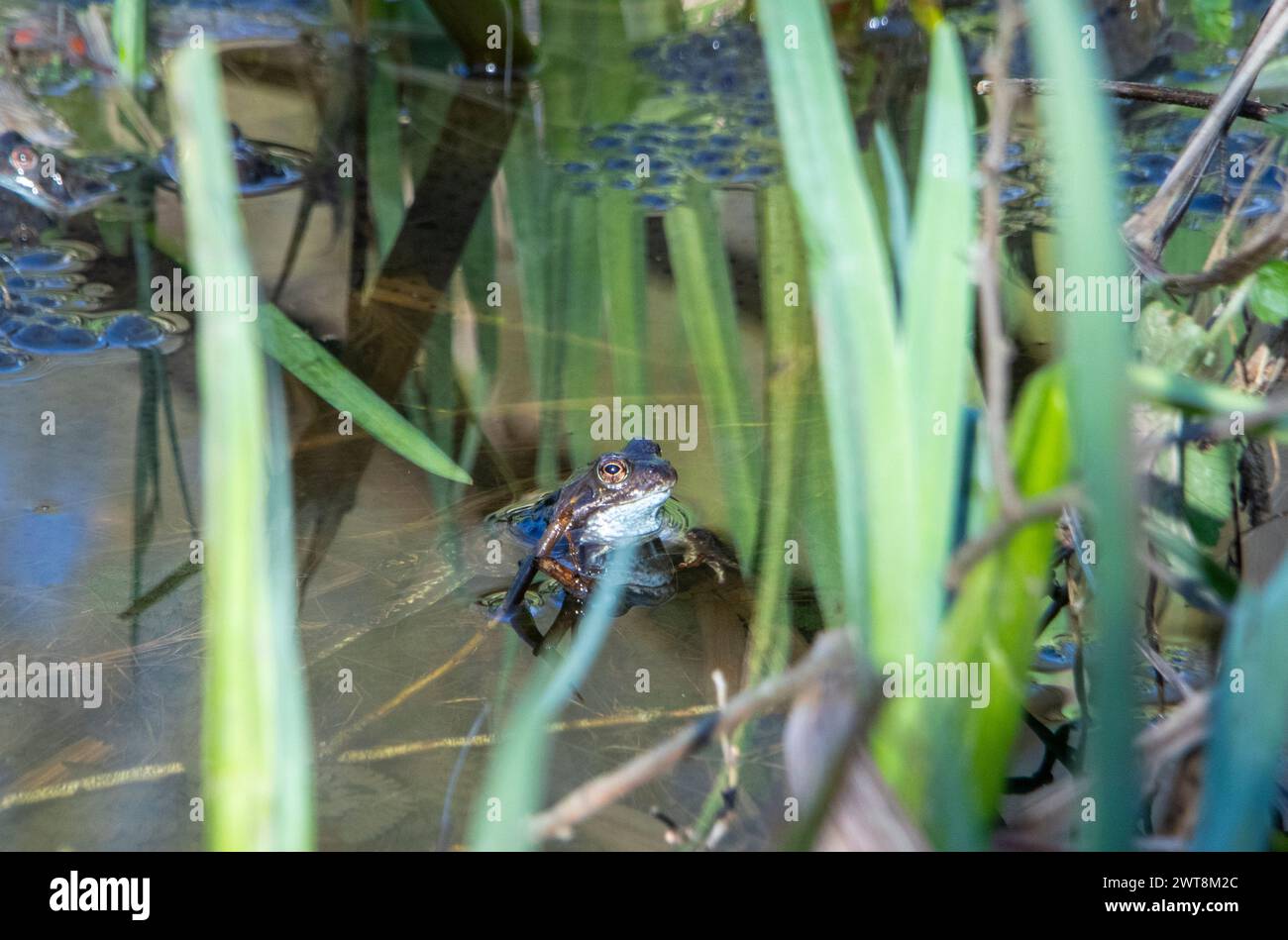 Common frogs spawning and breeding in spring Stock Photo - Alamy