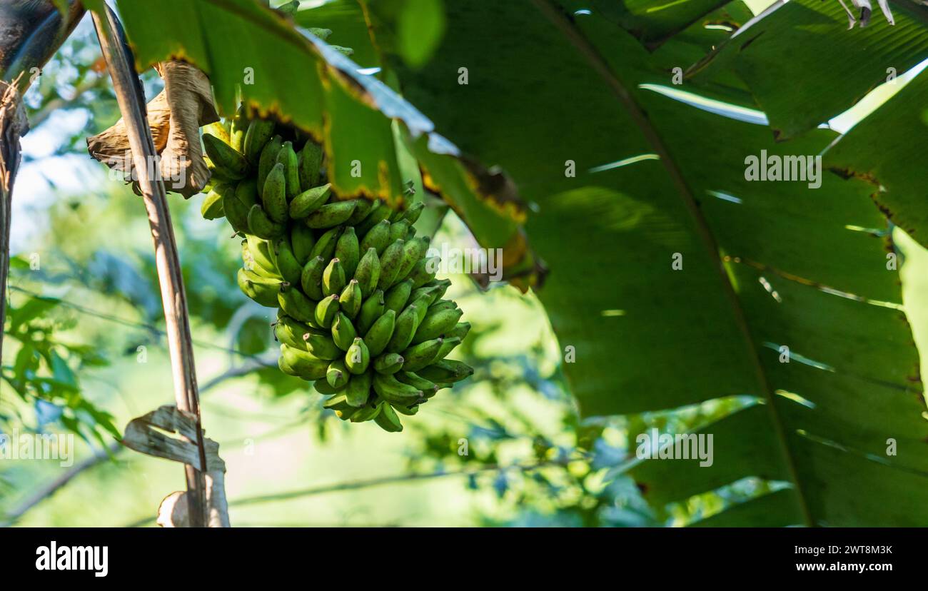 Bananas naturally ripping on a tree. Banana plantation Stock Photo - Alamy