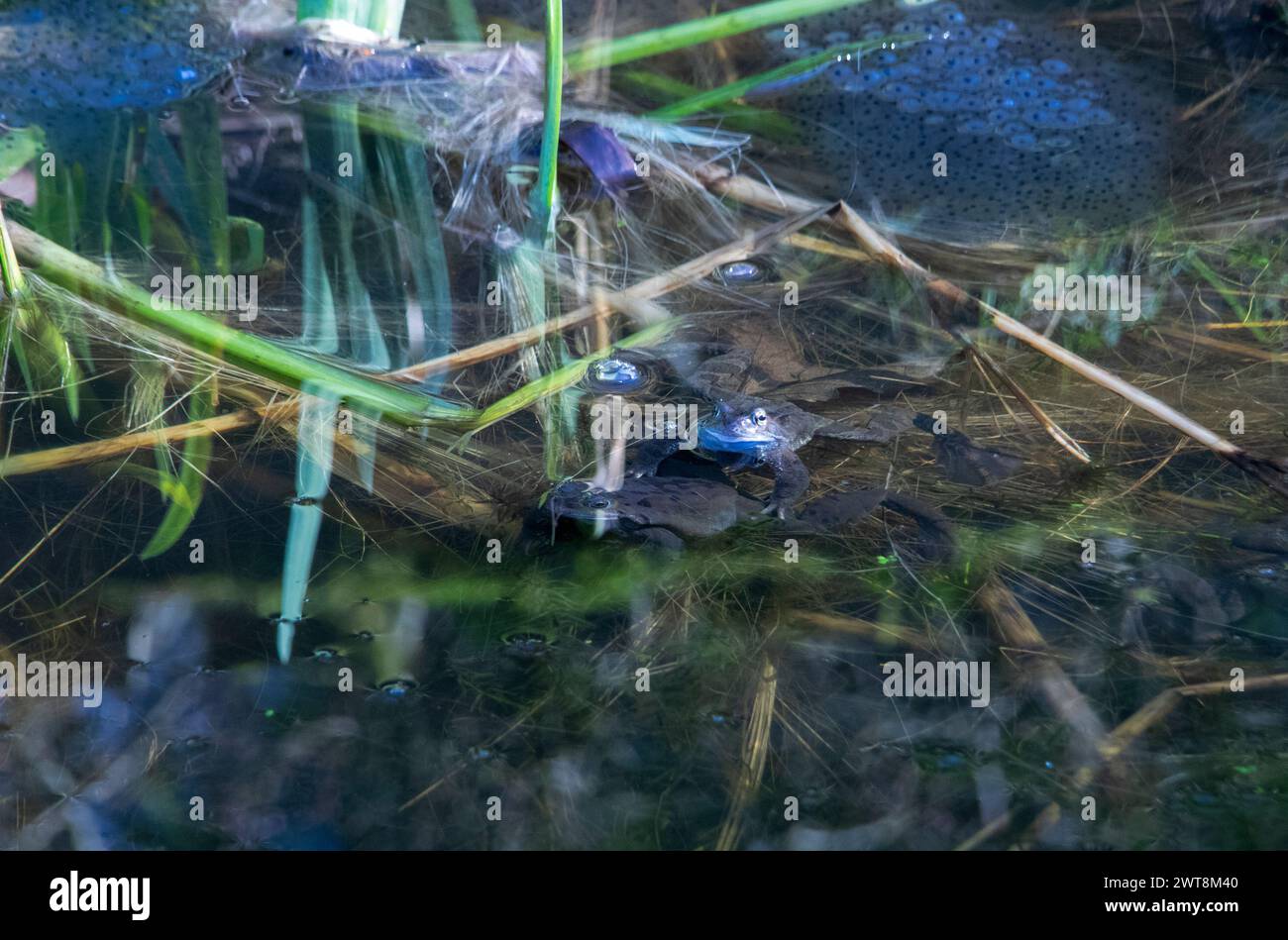 Common frogs spawning and breeding in spring Stock Photo - Alamy